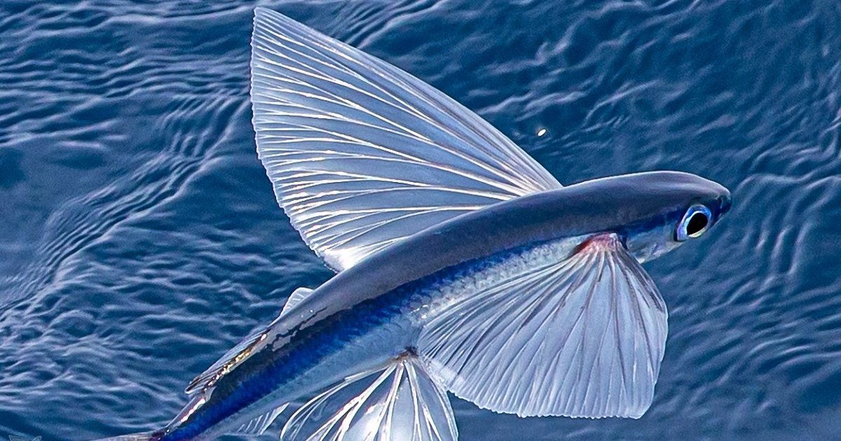 सैकड़ों फीट तक हवा में उड़ सकती है ये मछली, पक्षियों की तरह नहीं फड़फड़ाती है पंख, हैरान करती है ...