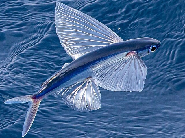 सैकड़ों फीट तक हवा में उड़ सकती है ये मछली, पक्षियों की तरह नहीं ...