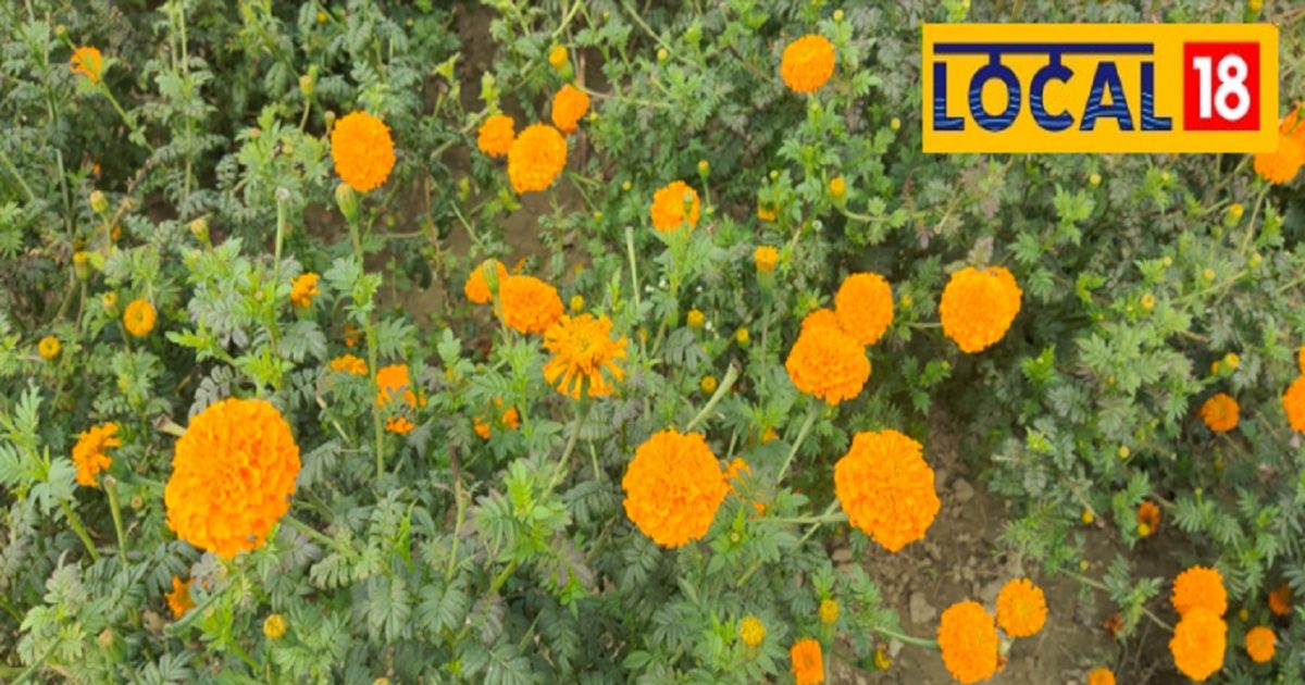 PHOTOS : गेंदे के फूल को मामूली मत समझिए, इसकी खेती मुनाफे का धंधा ...