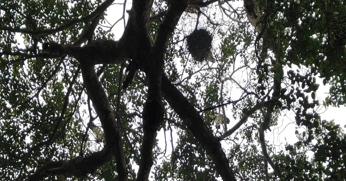 Amazing news Garudas return on ancient banyan tree in Jagannathpur ...