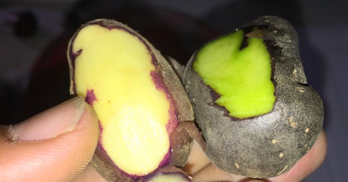 हरा आलू खाना चाह‍िए या फ‍िर नहीं? पूछा गया सवाल, जान‍िए क्‍या मिला जवाब ...