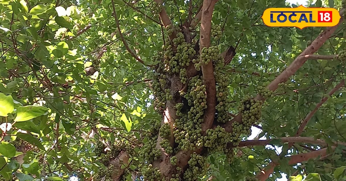 ये पेड़ बना देगा धनवान... जड़ को सोने-चांदी की ताबीज में पहनने से मजबूत ...