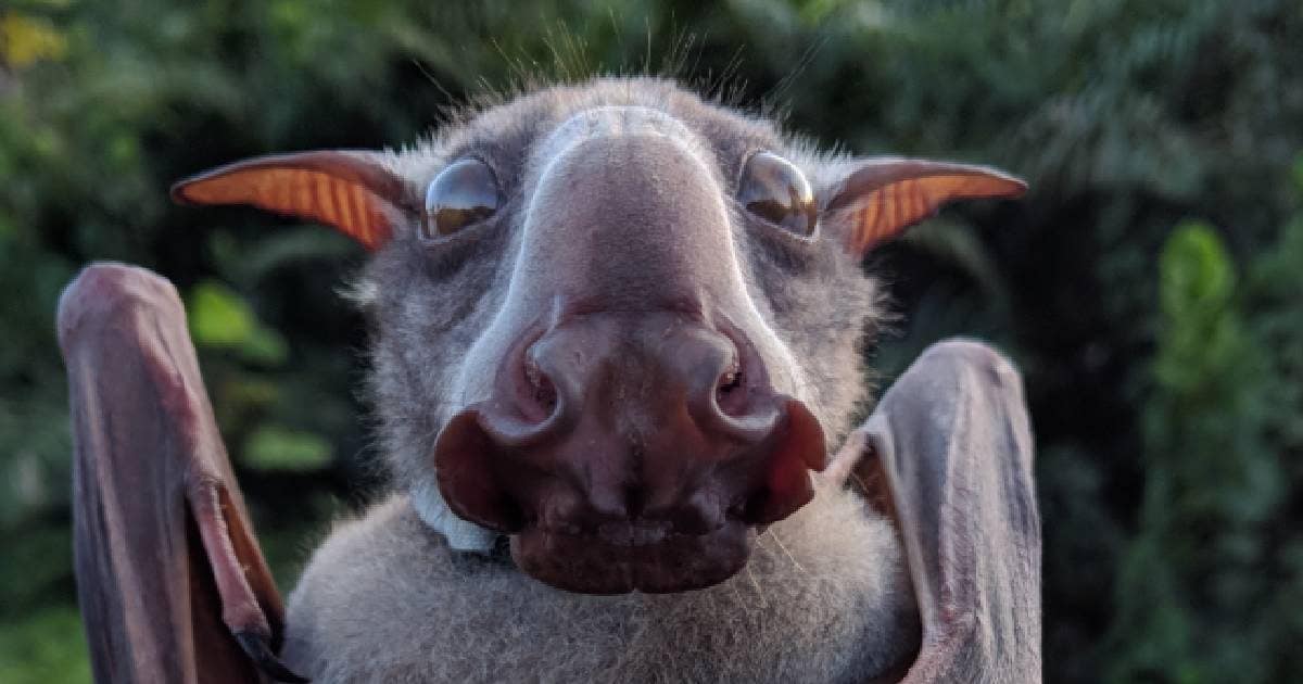 - ugliest animals of the world look really awkward weird strange ...