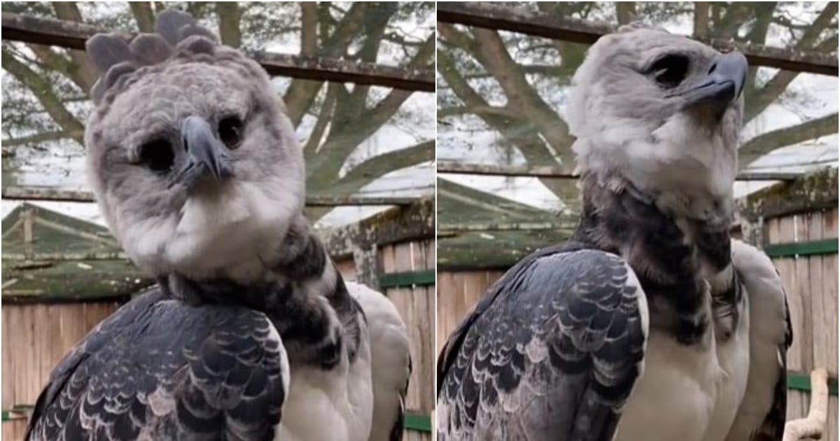 दुनिया का सबसे ताकतवर पक्षी, इंसानों से 8 गुना तेज होती है नजर, 650 फीट ...