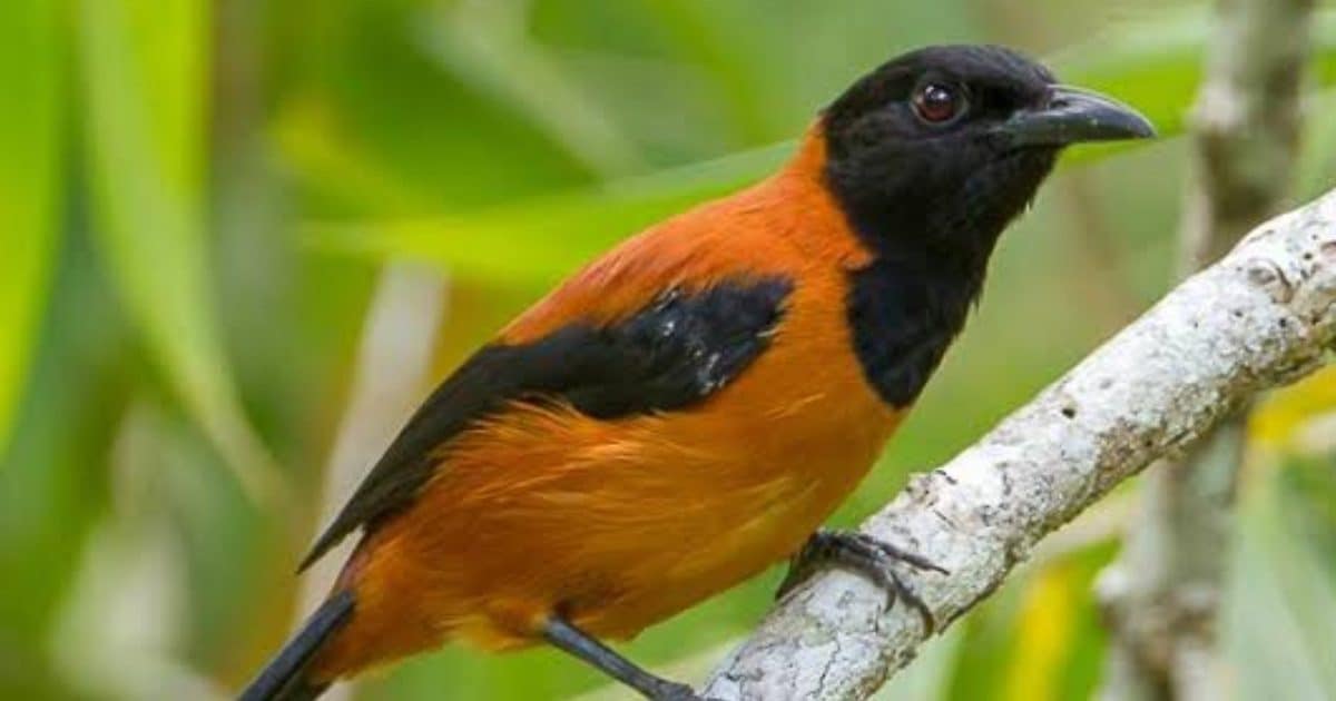 दुनिया का सबसे जहरीला पक्षी, मौत को दावत देने जैसा है छूना, भूलकर भी न ...