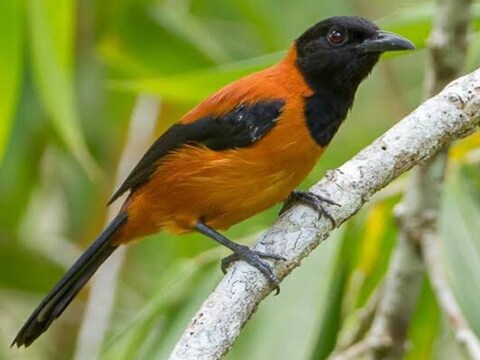 दुनिया का सबसे जहरीला पक्षी, मौत को दावत देने जैसा है छूना, भूलकर भी न ...