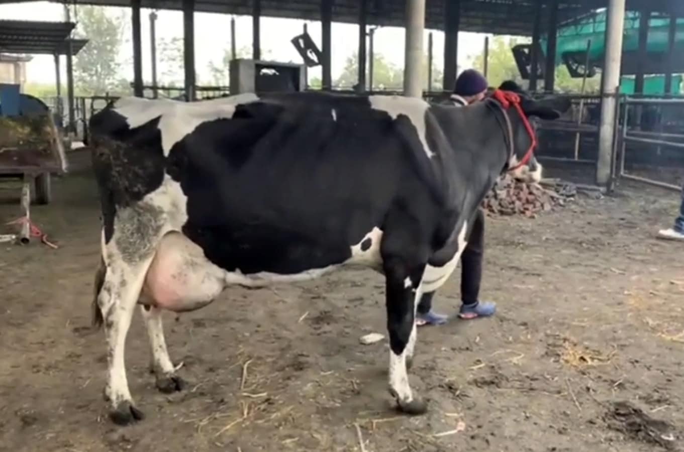 गाय, बकरी और भैंस भी देने लगी अब ज्यादा दूध... इस स्कीम ने बदल डाली ...