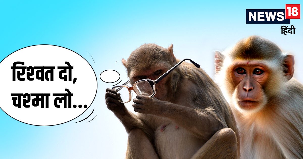 मथुरा-वृंदावन के बंदर अगर छीन लें चश्मा, पर्स, मोबाइल, तो कैसे मिलेगा ...