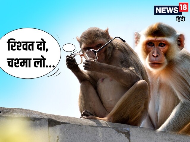 मथुरा-वृंदावन के बंदर अगर छीन लें चश्मा, पर्स, मोबाइल, तो कैसे मिलेगा ...