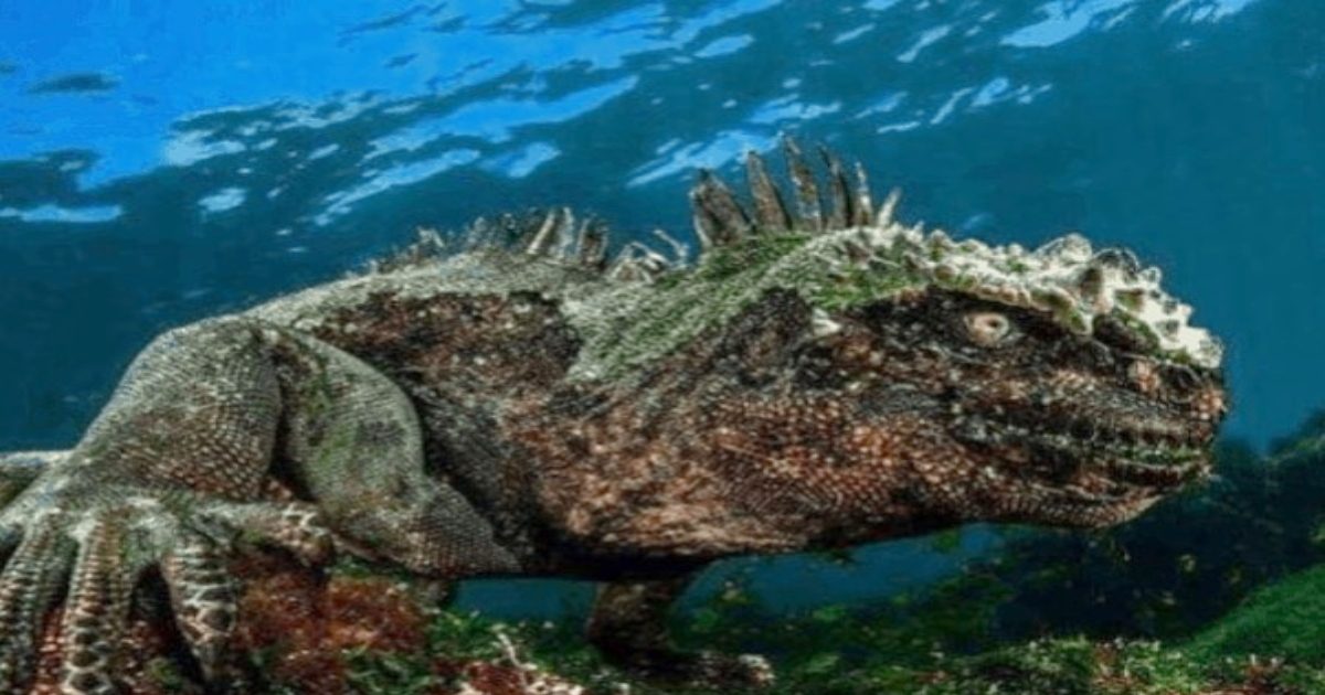 दुनिया की सबसे भयंकर छिपकली, ‘एलियन जैसे राक्षस’ की तरह आती है नजर ...