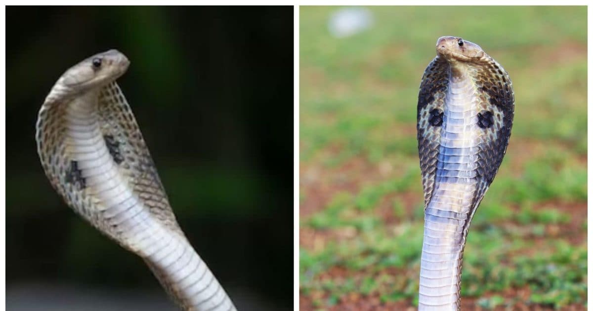 सांपों के लिए क्‍या है जहर, पीते हैं तो दम घुटकर होती है मौत - What is ...