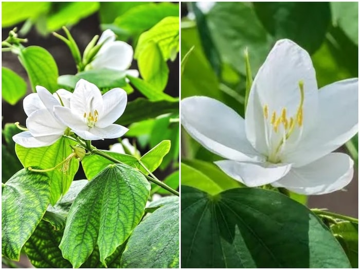 कैसा है वो ध्वज, जो राम मंदिर अयोध्‍या पर फहरेगा, क्‍या है इस पर बने ...