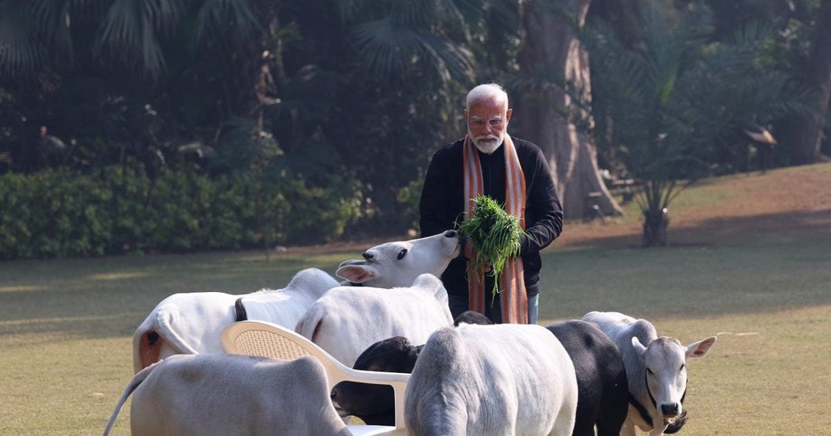 पीएम मोदी ने जिस गाय को दुलारा, उसके बारे में कितना जानते हैं आप? जानिए ...