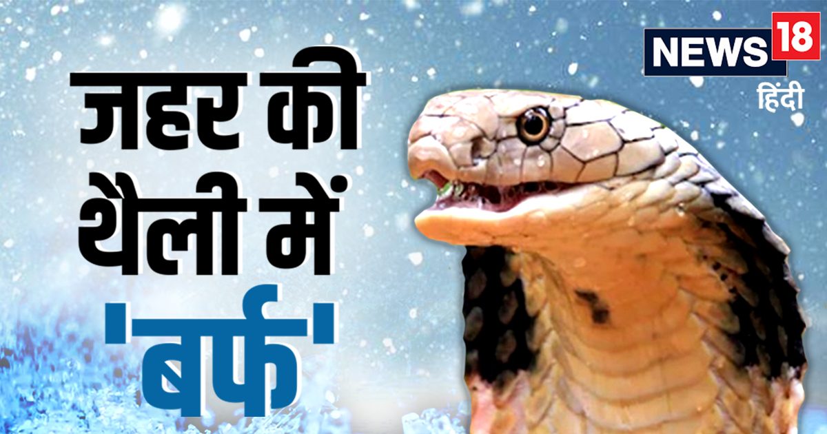 Snake Blood: सांप का खून किस रंग का होता है? आखिर क्यों बर्फ जैसा ठंडा ...