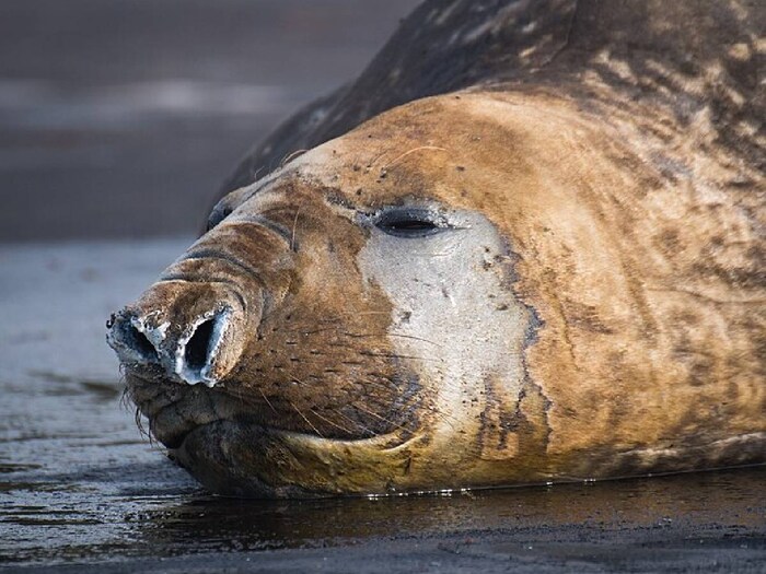 खाने को लेकर नखरे तो देखिए इस जानवर के, जिद्दी बच्चों को देता है मात ...