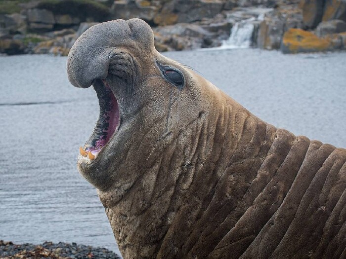 खाने को लेकर नखरे तो देखिए इस जानवर के, जिद्दी बच्चों को देता है मात ...