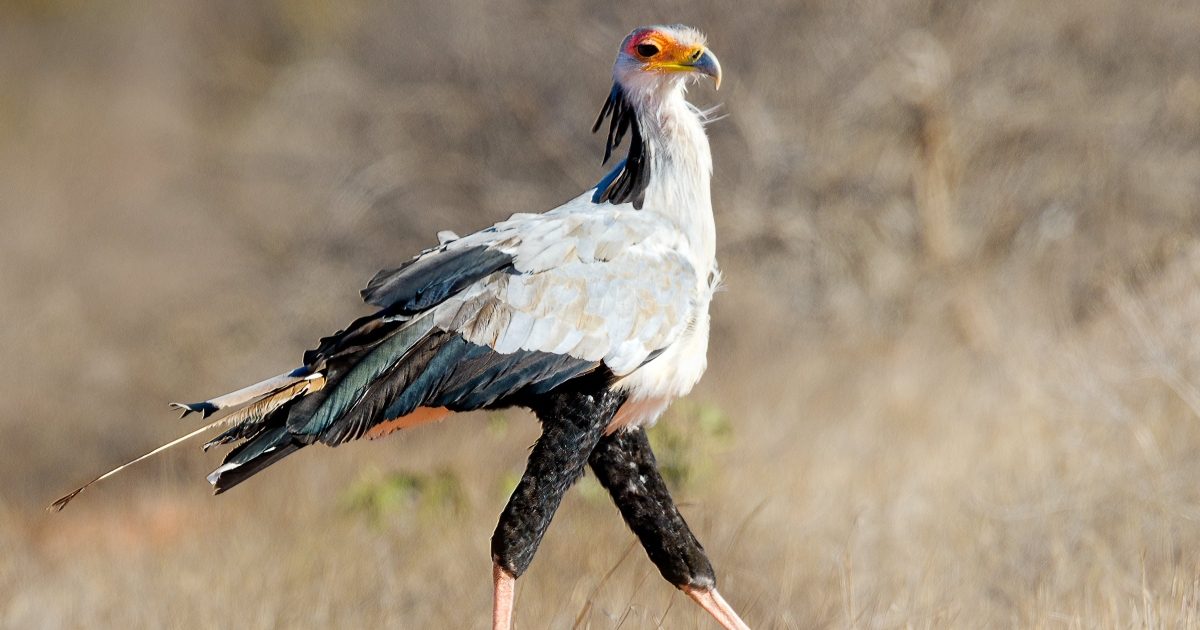 'किलर क्वीन' कहलाता है ये अनोखा पक्षी, इंसानों जितना लंबा होता है कद ...