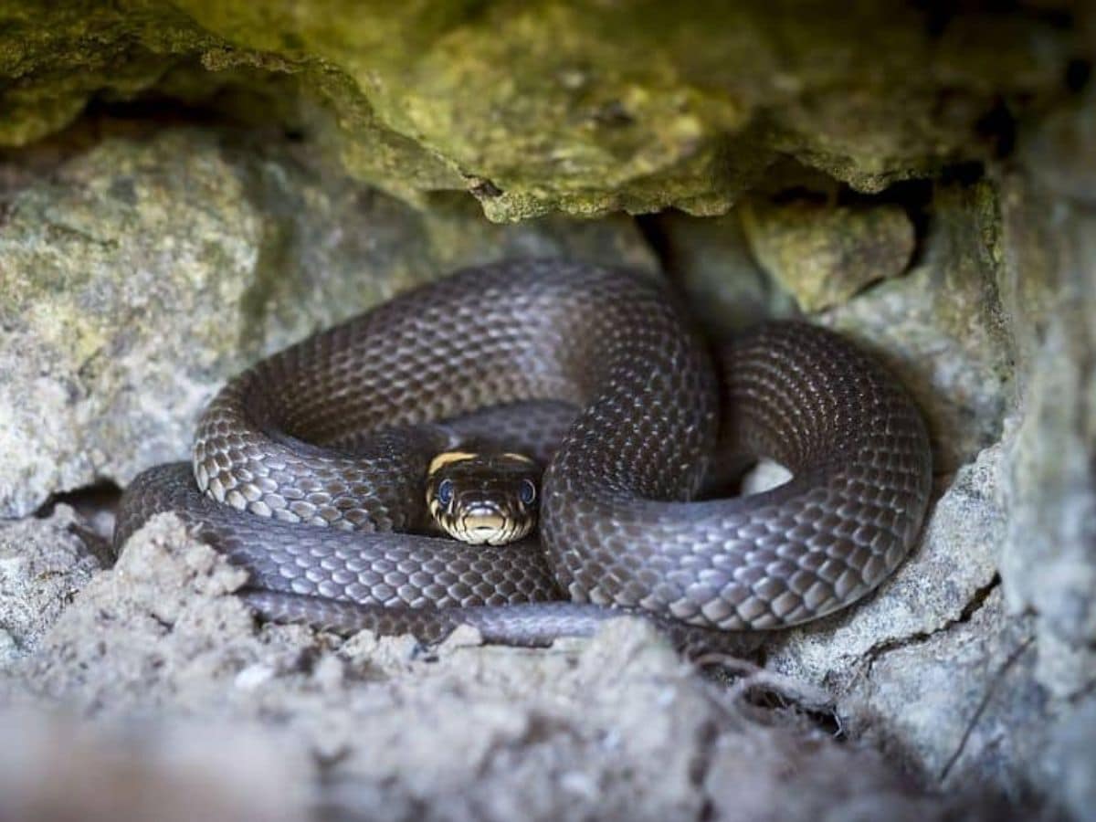 Snake Blood: सांप का खून किस रंग का होता है? आखिर क्यों बर्फ जैसा ठंडा ...