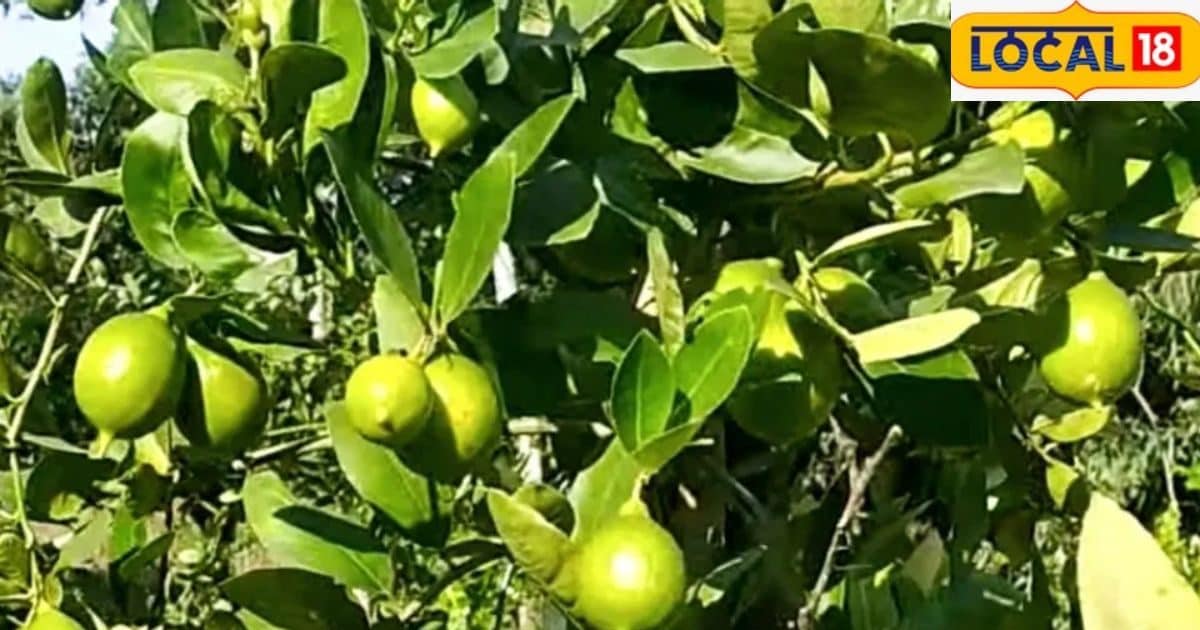 lemon farming is more beneficial than potato and maze - News18 हिंदी