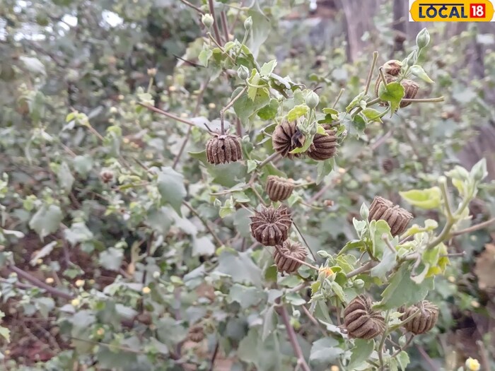 हर बला को हर लेगा अतिबला, सिर्फ एक चम्मच और बीमारी छूमंतर - 5 health ...