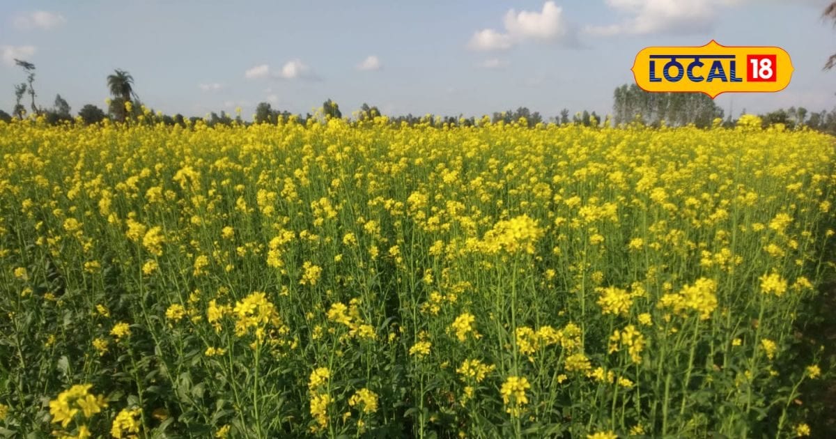 सरसों की फसल का ’काल’ है ये कीट...छुटकारा पाने के लिए कर लें ये काम ...