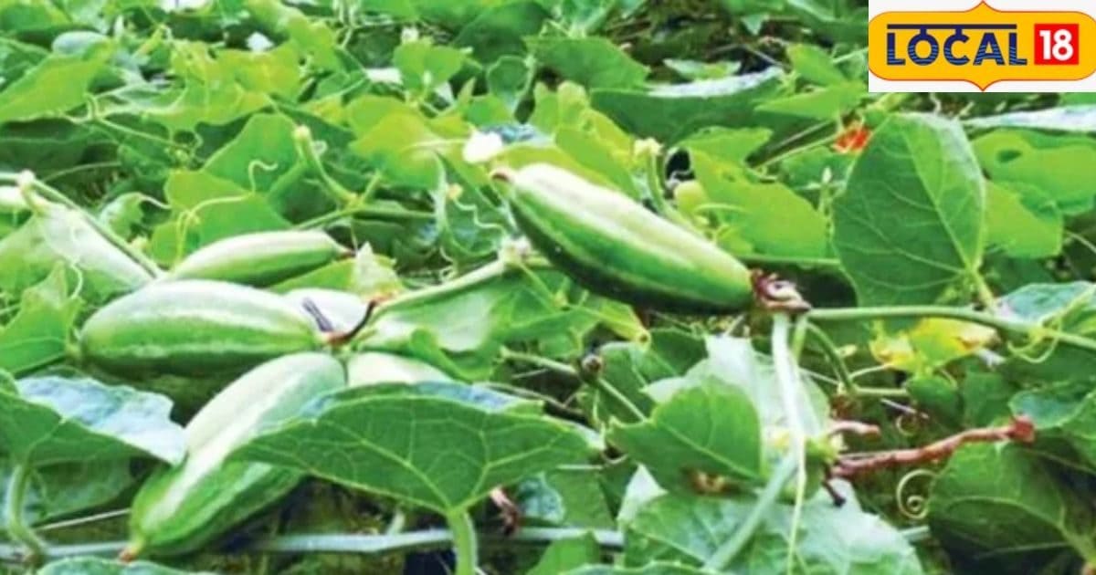 farmer become rich after farming banana and parwal - News18 हिंदी