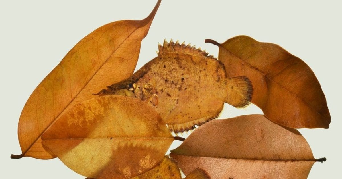 सूखे पत्ते की तरह दिखती है ये मछली, कहलाती है पानी का गिरगिट, खतरनाक ...