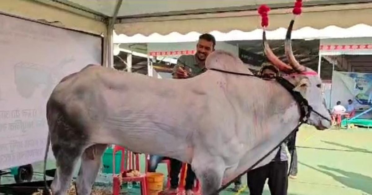 हट्टे-कट्टे गोवंश की कीमत है इतनी, बेचा तो घर आ जाएगी मर्सिडीज, रोज ...