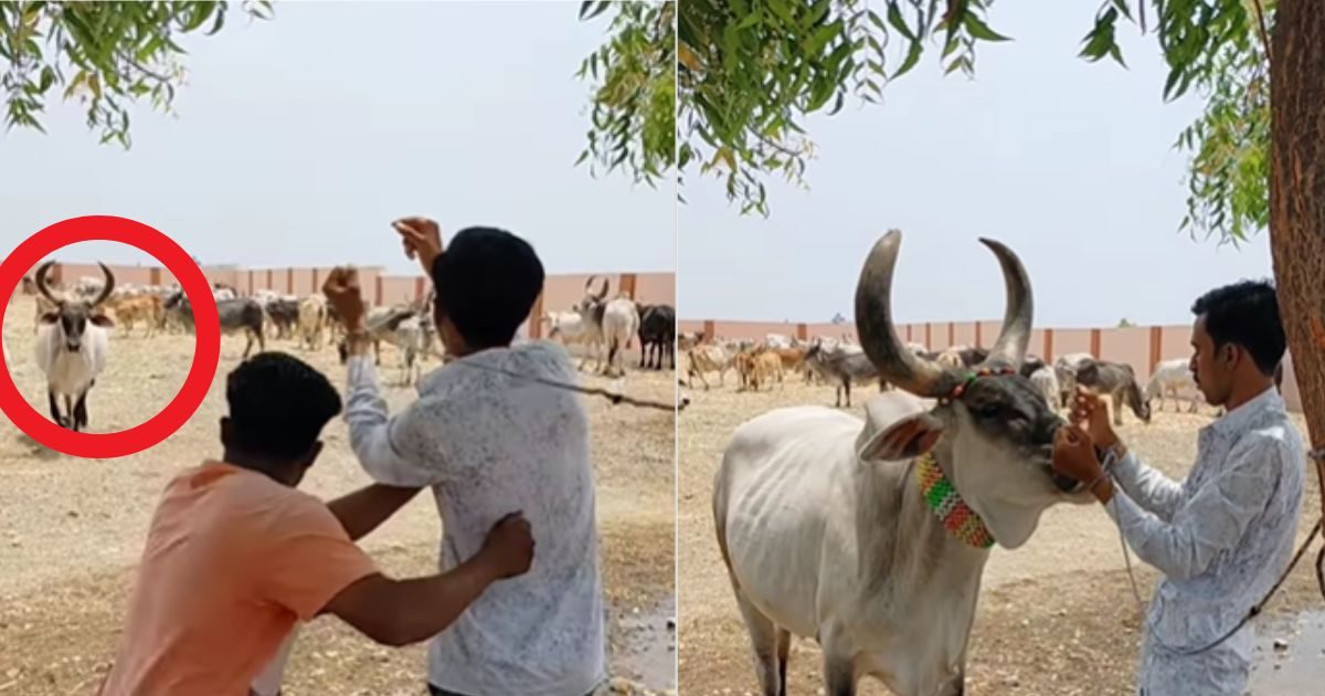 मालिक पर अनजान शख्स ने किया अटैक, झुंड से निकल बचाने चली आई गाय ...