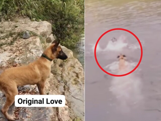 man drowing in river dog saves his life watch viral video touch your ...