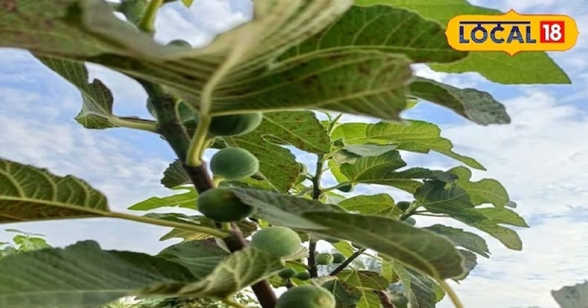 अमीर बनना है तो करें इस फल की खेती एक पेड़ पर 1 25 लाख की फसल युवा