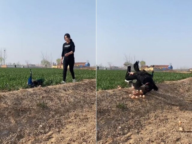 VIDEO: मोरनी ने सिखाया चोरनी को सबक! अंडे लूटने आई लड़की, पक्षी ने जो ...