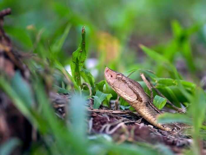 Snake island of Ilha da Queimada Grande full of venomous golden ...