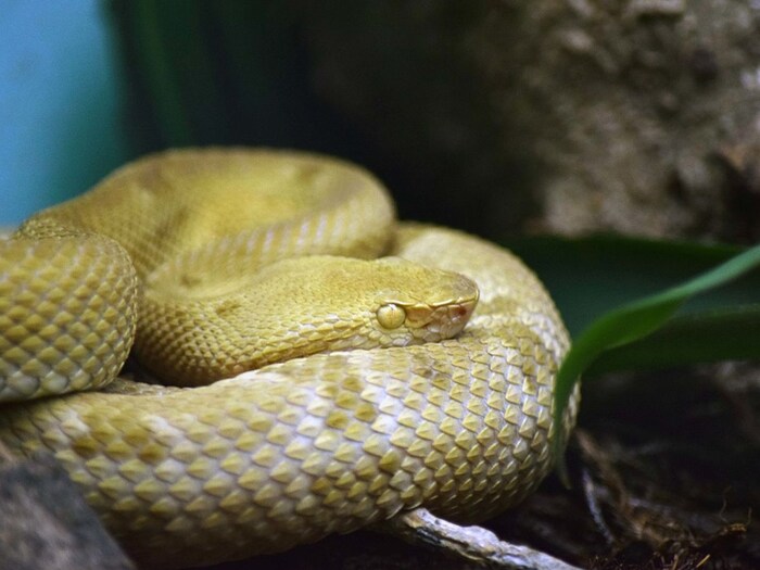 Snake island of Ilha da Queimada Grande full of venomous golden ...