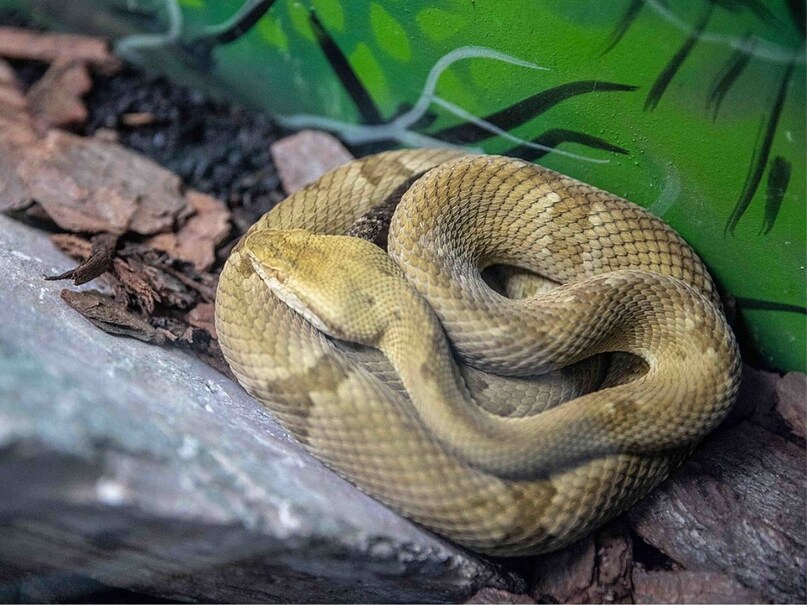 Page-3 - Snake island of Ilha da Queimada Grande full of venomous ...