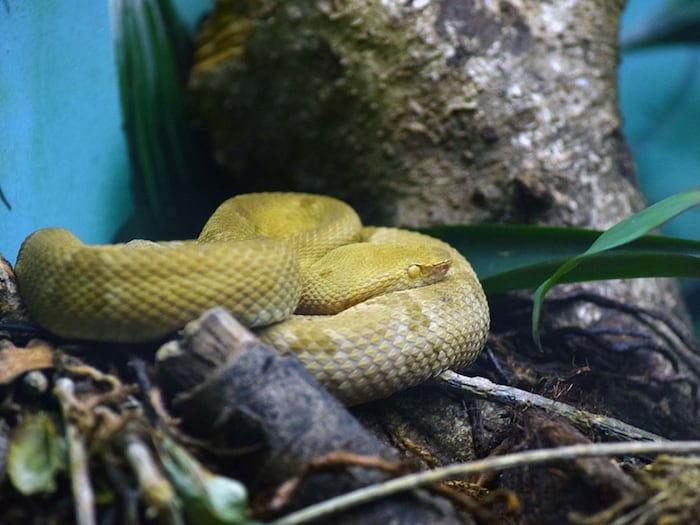 Snake island of Ilha da Queimada Grande full of venomous golden ...