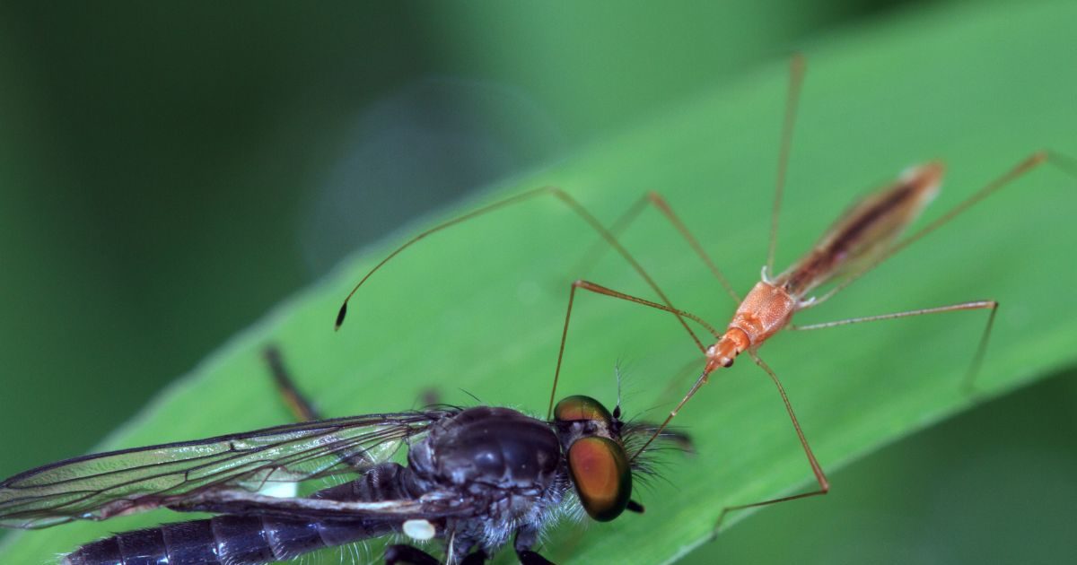 मच्छर-मक्खियों की आत्मा की शांति के लिए प्रार्थना, रखी जाती है फोटो भी ...