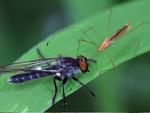 मच्छर-मक्खियों की आत्मा की शांति के लिए प्रार्थना, रखी जाती है फोटो भी ...