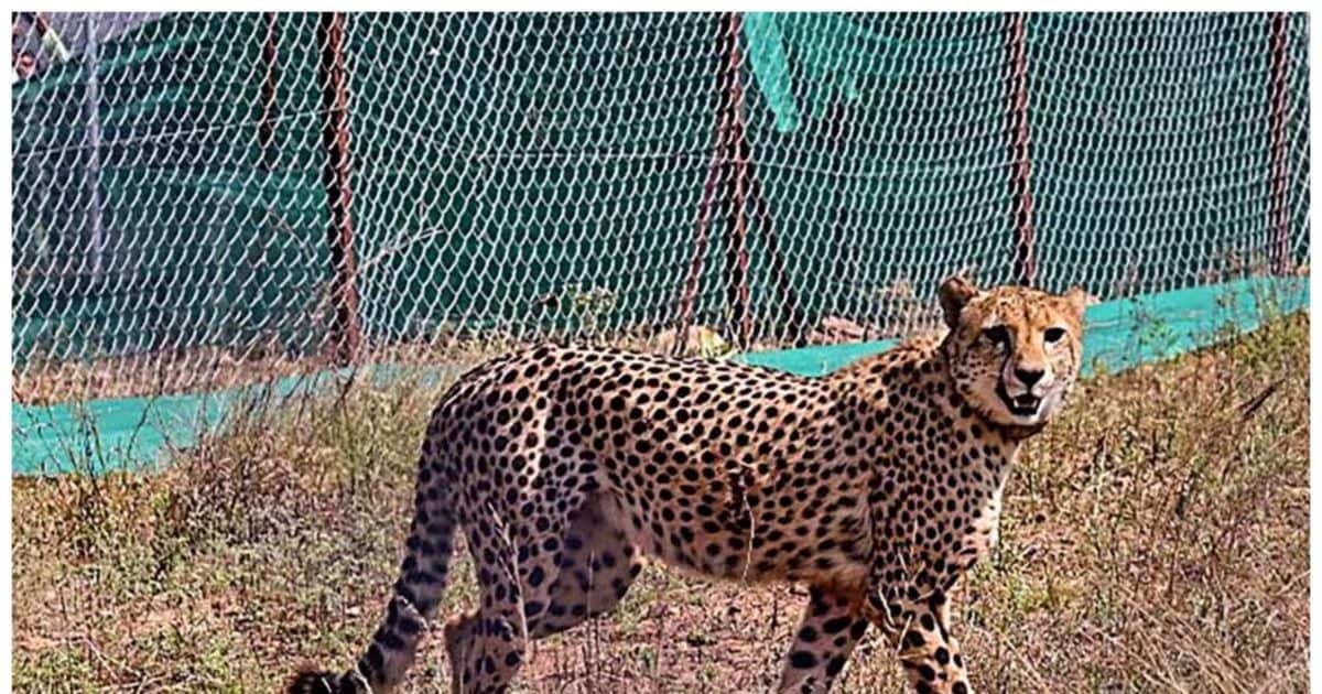 MP: कूनो से आई बुरी खबर, एक और चीते की मौत, पोस्टमार्टम रिपोर्ट के बाद होगा कारण का खुलासा - Bad ...