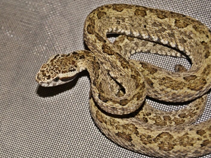 Snake island of Ilha da Queimada Grande full of venomous golden ...
