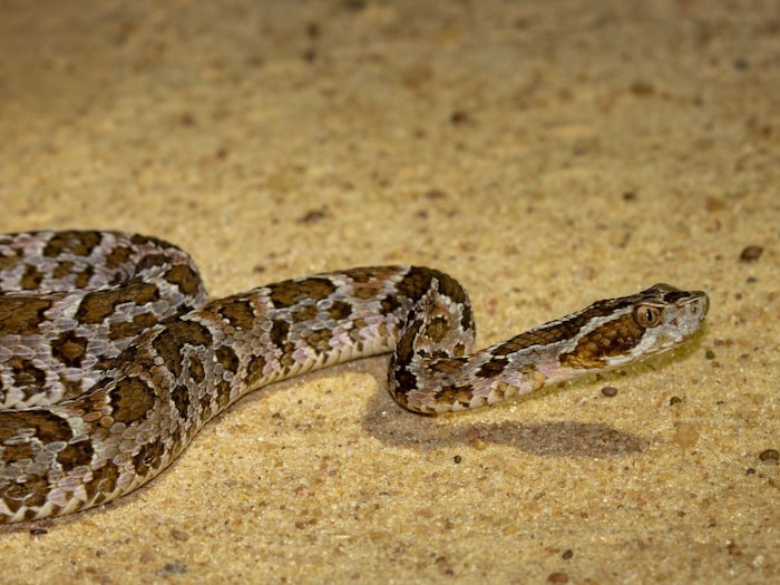 Snake island of Ilha da Queimada Grande full of venomous golden ...