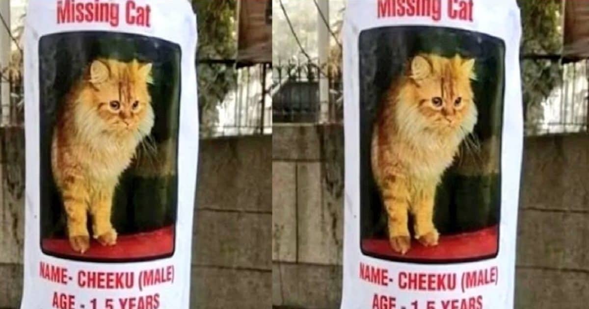 साले ने जीजा को गिफ्ट में दी बिल्ली, हुआ गुम तो उड़ गए होश, 1 लाख का ...