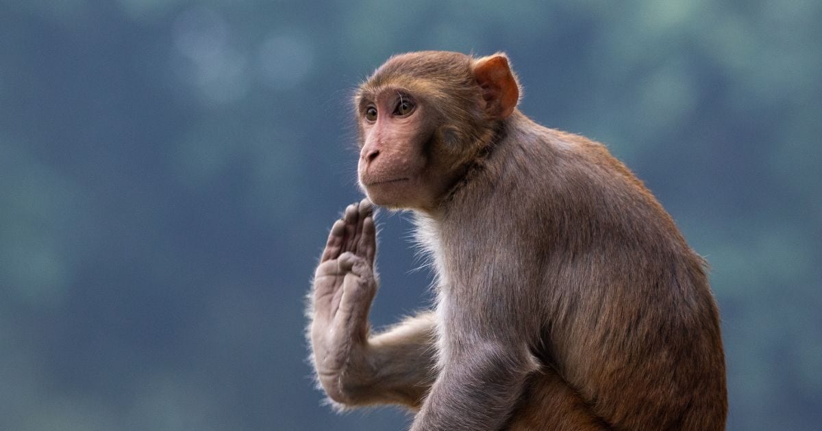 क्या बंदर वाकई में थे इंसानों के पूर्वज, या केवल गप्प है ये बात? जानिए ...