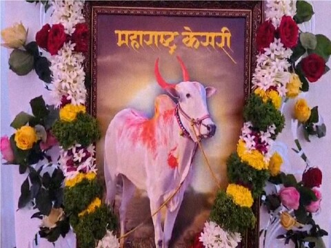 दिल का दौरा पड़ने से 'महाराष्ट्र केसरी' बैल की मौत, मालिक ने बनवाई ...