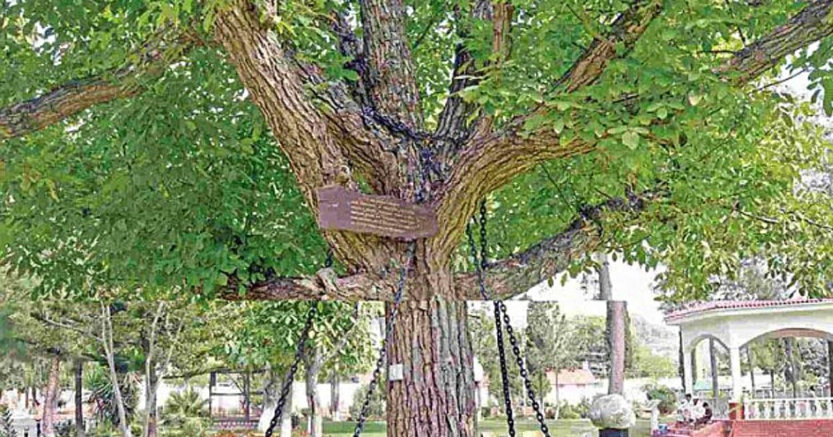 125 सालों से 'गिरफ्तार' है ये पेड़, 24 घंटे जकड़े रहती हैं लोहे की ...