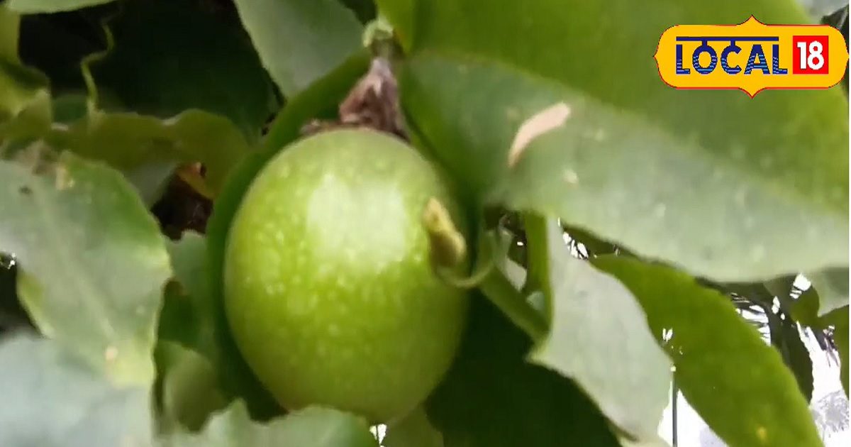 ताउम्र जवां रखता है ये विदेशी फल, भाव ₹500 किलो, बंगाल के किसान ने की ...