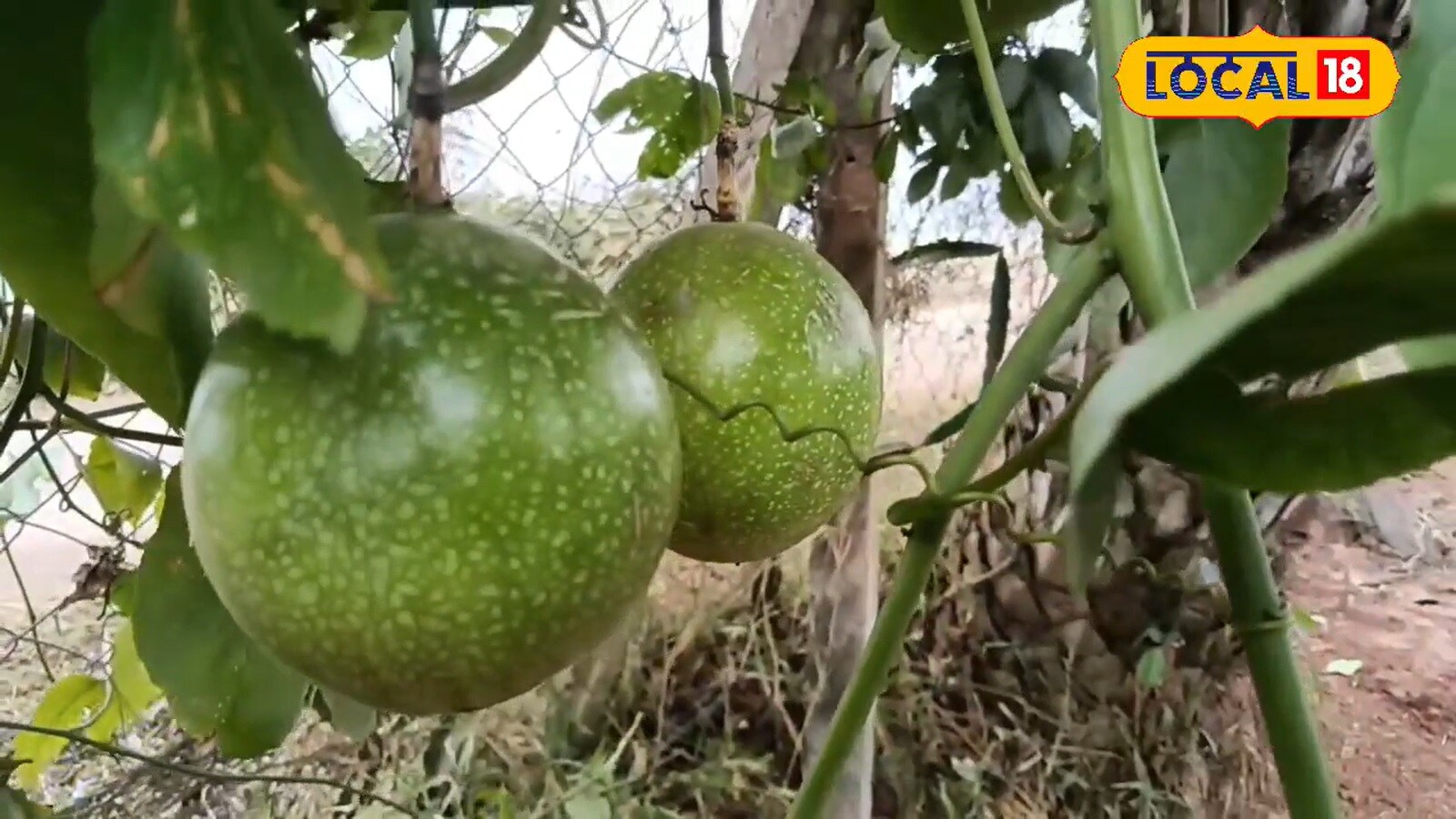 ताउम्र जवां रखता है ये विदेशी फल, भाव ₹500 किलो, बंगाल के किसान ने की ...