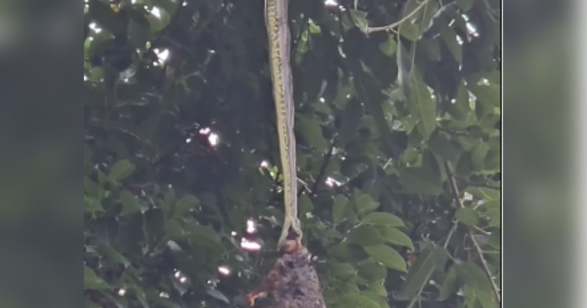 शिकार को दबोचकर हवा में झूलता दिखा अजगर, नज़ारा ऐसा खौफनाक, देखने वालों ...