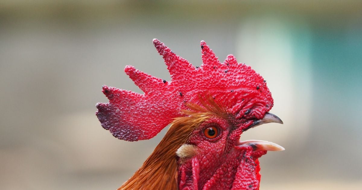 18 महीने तक 'कटे सिर' के साथ ज़िंदा रहा मुर्गा, बिना चबाए खाता था दाना ...