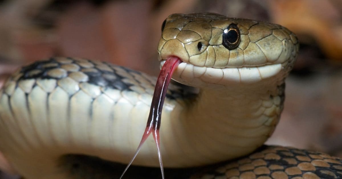 इस जीव को कहते हैं सांप की 'मौसी', नर के बिना दे सकती है बच्चों को जन्म ...